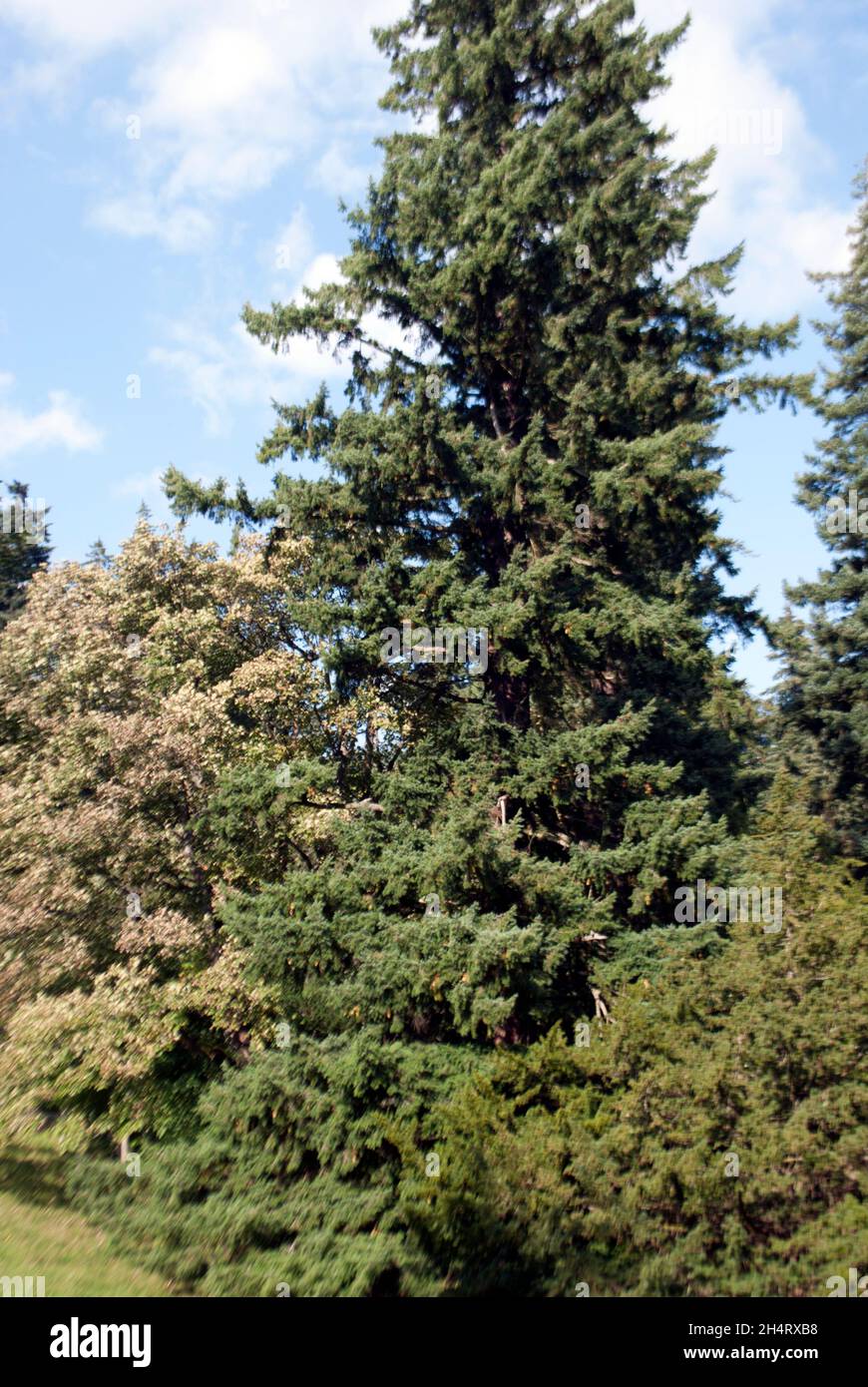 Trunks and branches of tall conifer trees at Cragside, Rothbury ...