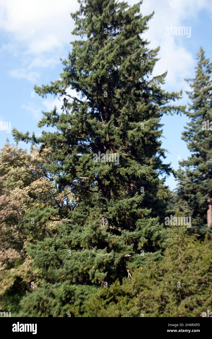 Trunks and branches of tall conifer trees at Cragside, Rothbury ...