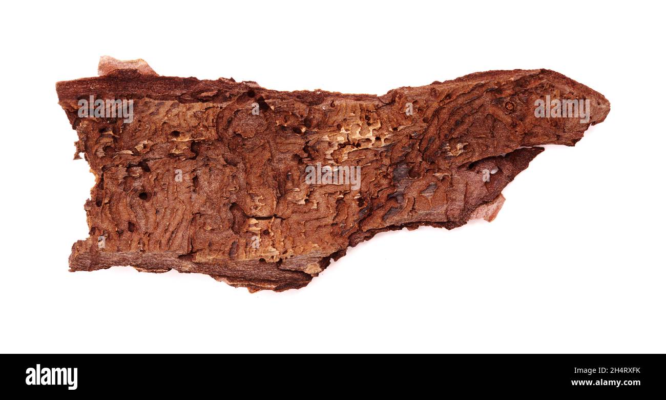 Dbark of Pinus canariensis, fire-resistant Canary pine, damaged in ...