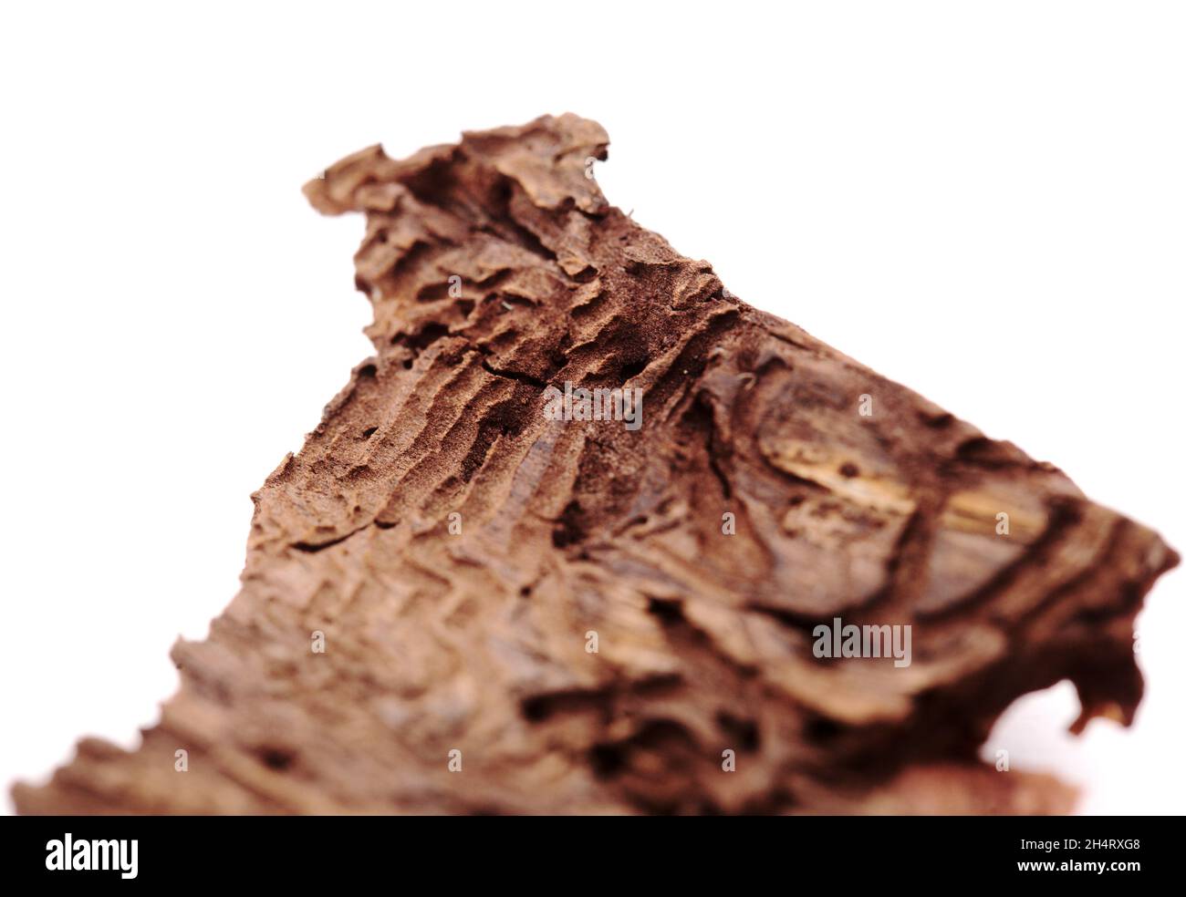 Dbark of Pinus canariensis, fire-resistant Canary pine, damaged in ...