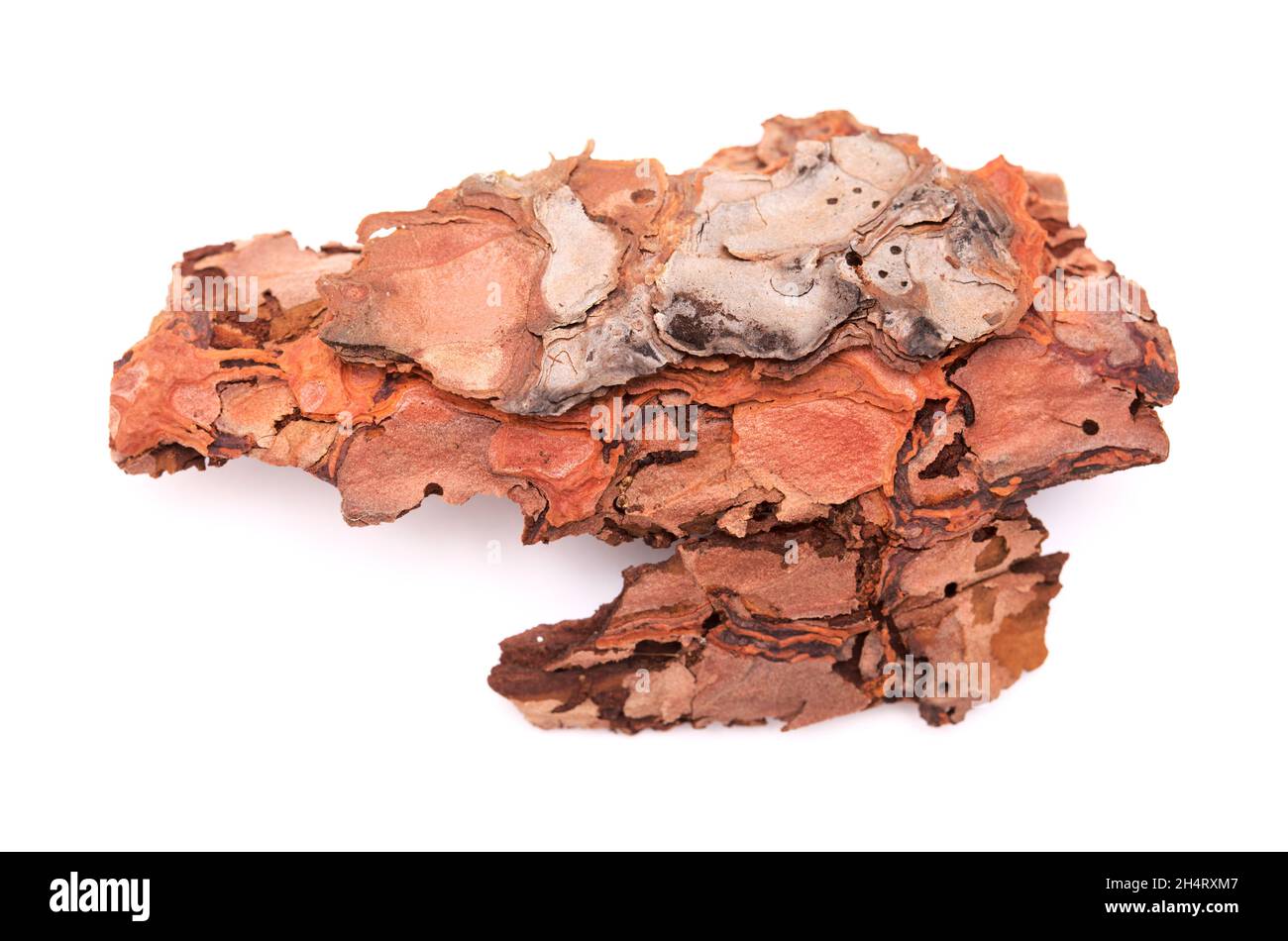 Dbark of Pinus canariensis, fire-resistant Canary pine, damaged in ...