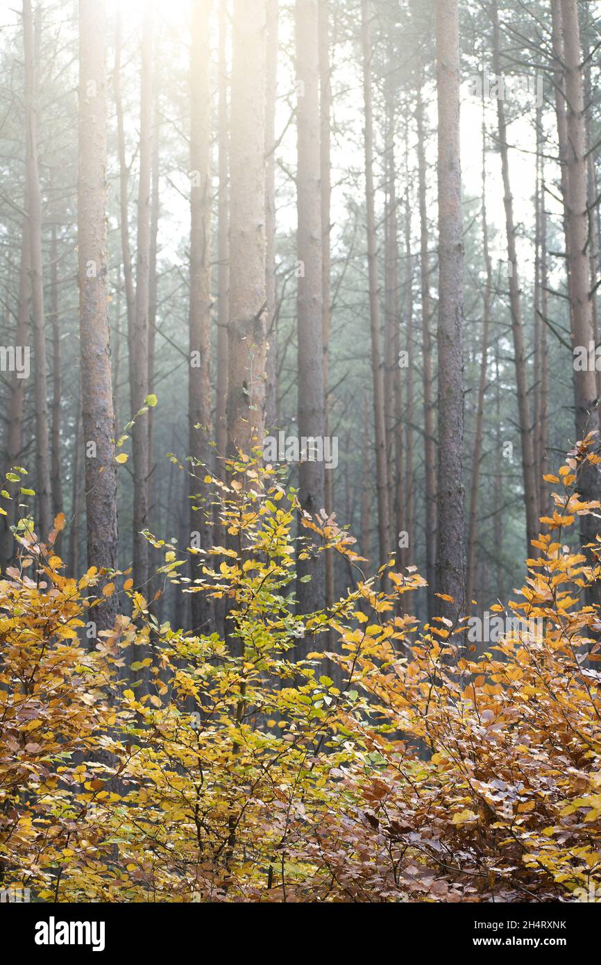 Vertical shot of trees and bushes in a forest under the sunlight in the ...