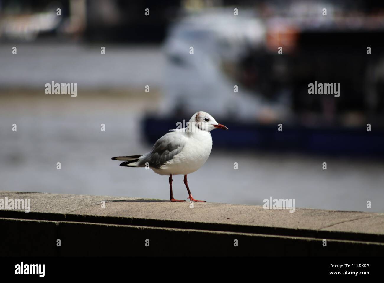 Shallow focus shot seagull hi-res stock photography and images - Alamy