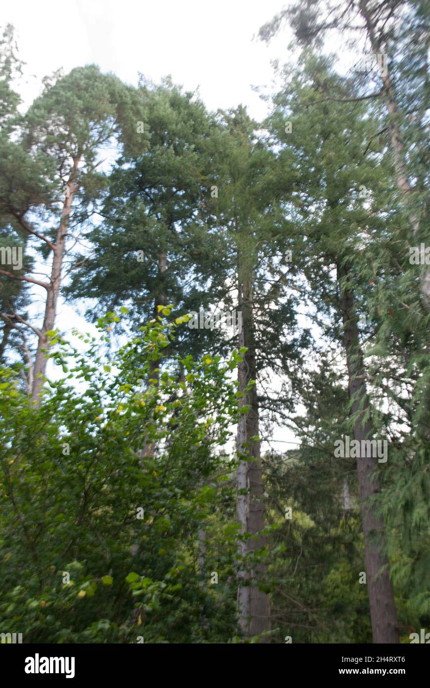 Trunks and branches of tall conifer trees at Cragside, Rothbury ...