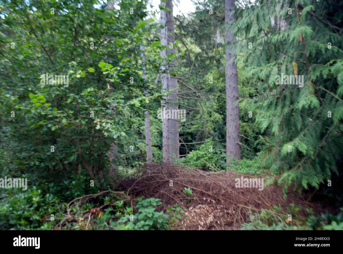 Trunks and branches of tall conifer trees at Cragside, Rothbury ...