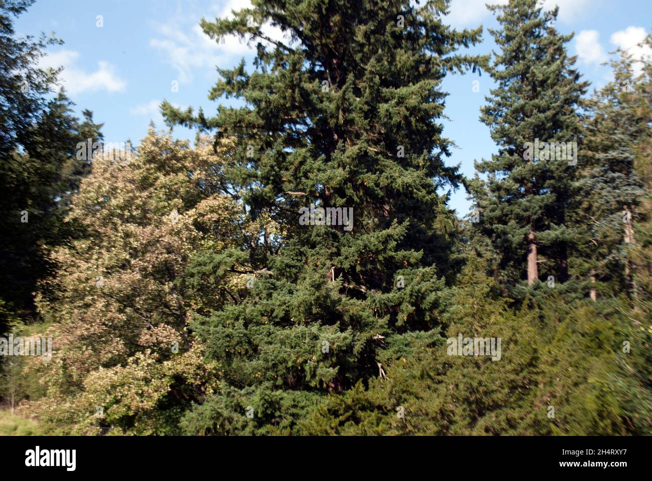 Trunks and branches of tall conifer trees at Cragside, Rothbury ...