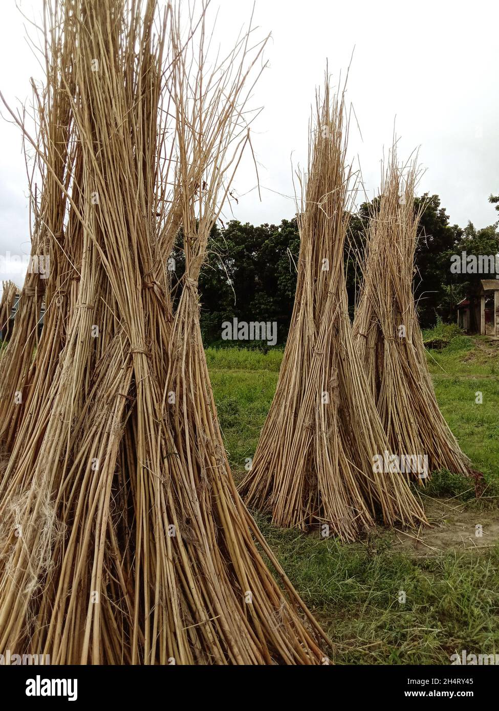 Jute stick hi-res stock photography and images - Alamy