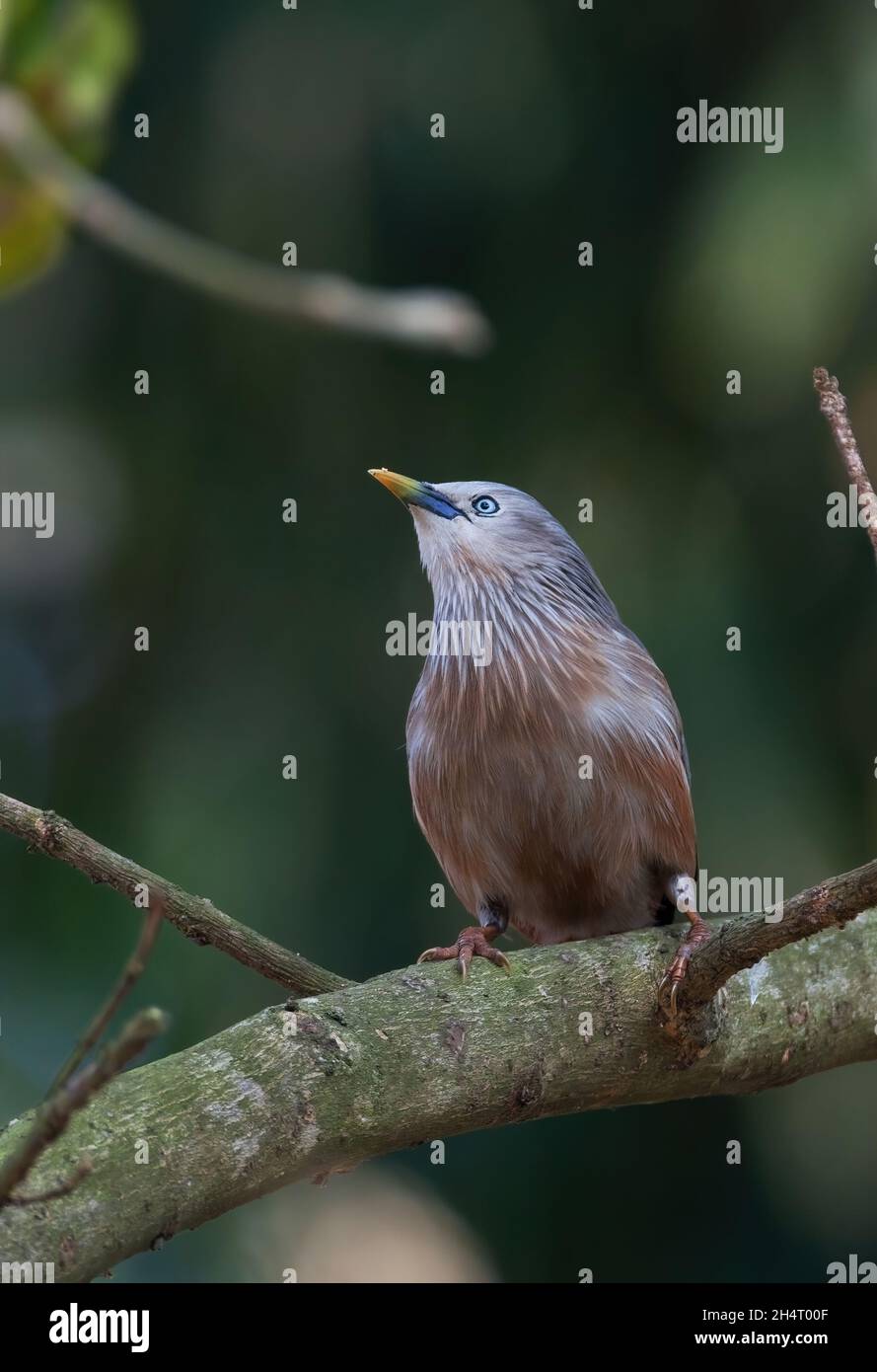 Chestnut-tailed Starling (Sturnia malabarica malabarica) adult perched ...