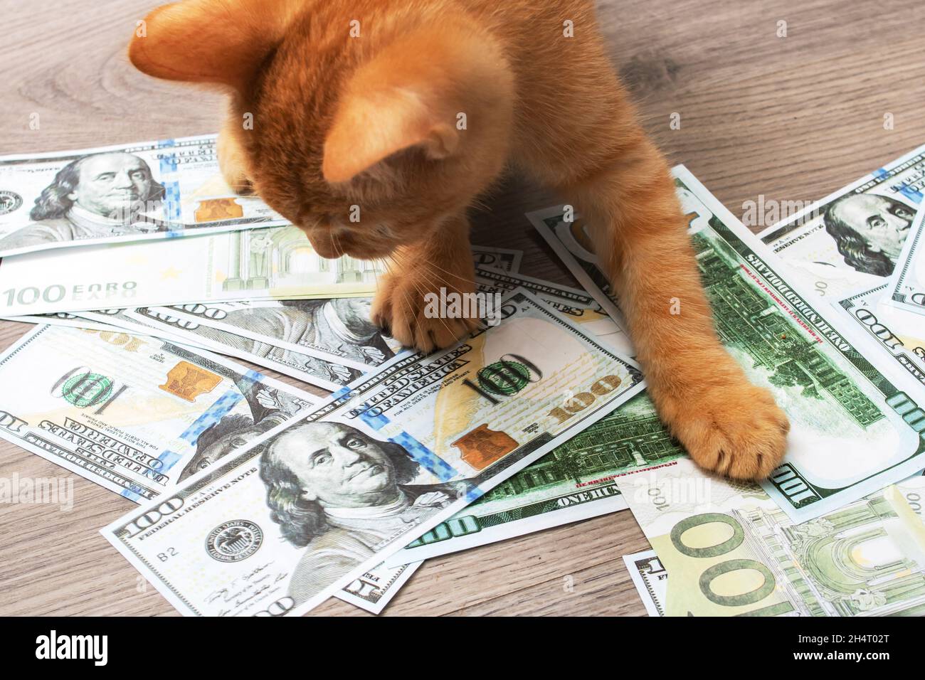 Kitten playing in a pile of dollar bills close up Stock Photo - Alamy