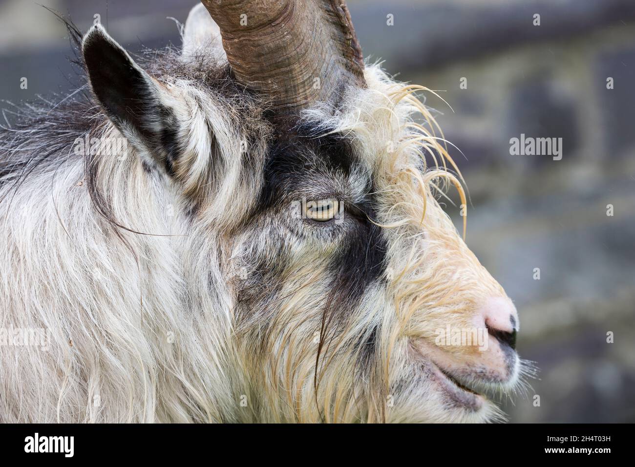 Close head shot of a wild, male Welsh mountain goat taken from the side ...