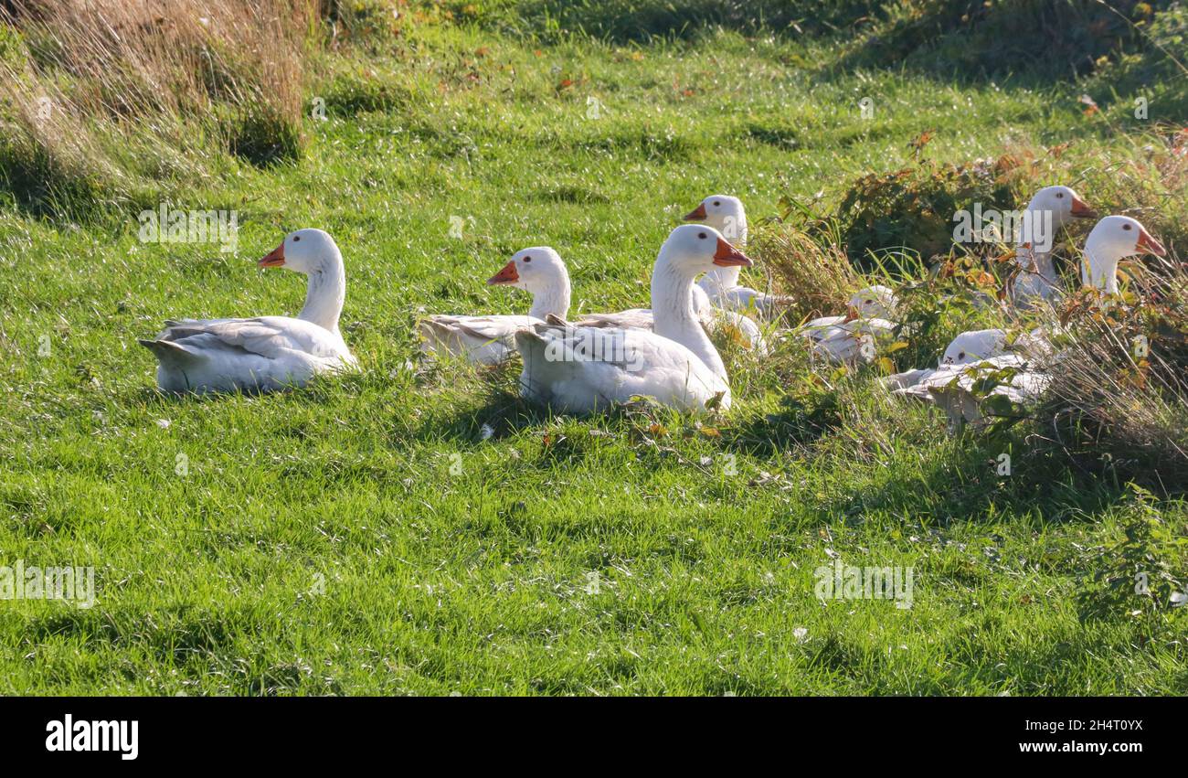 some white free-range goose, it is a traditional christmas dinner Stock ...