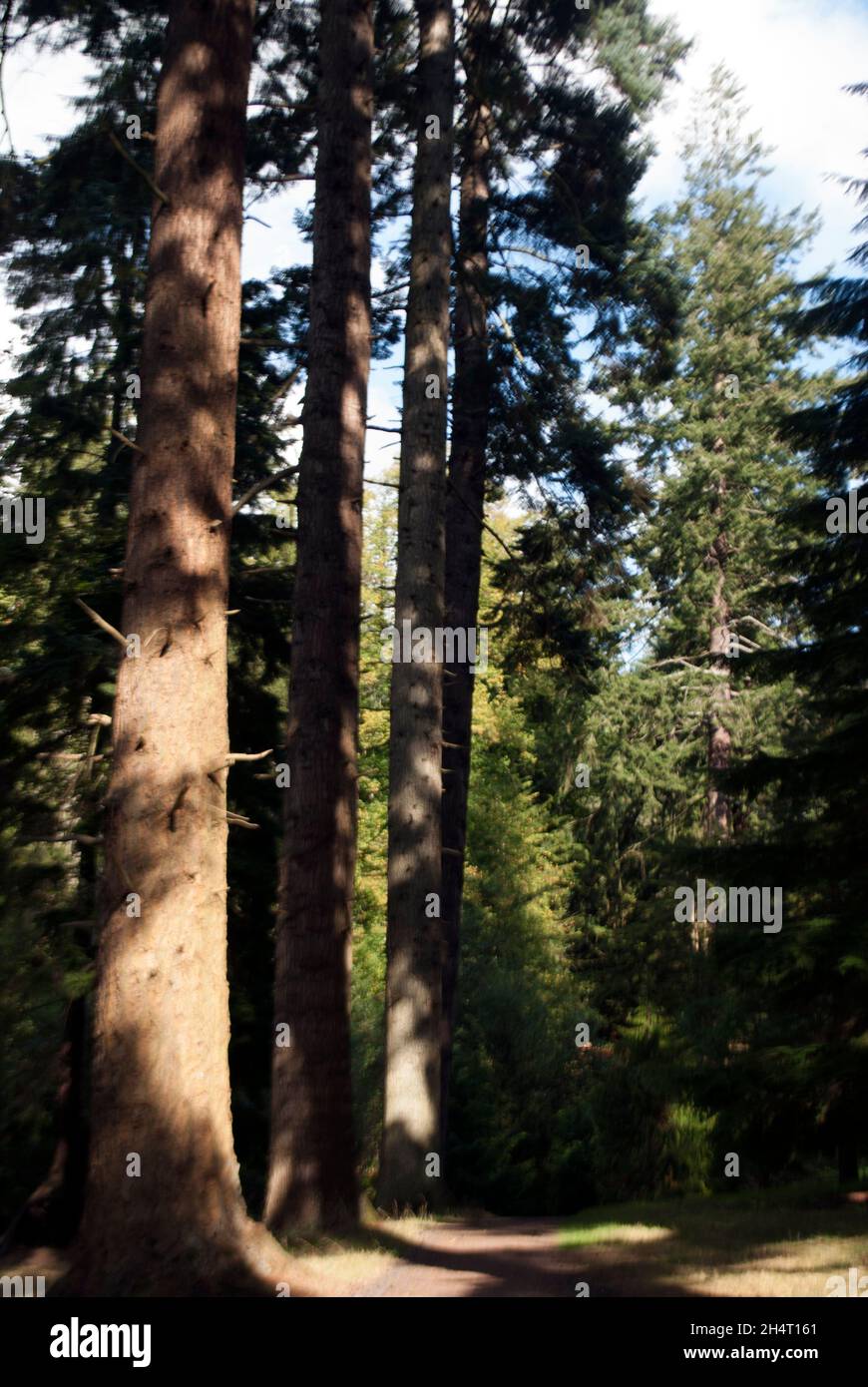 Tall tree trunks and branches of conifers Cragside, Rothbury ...