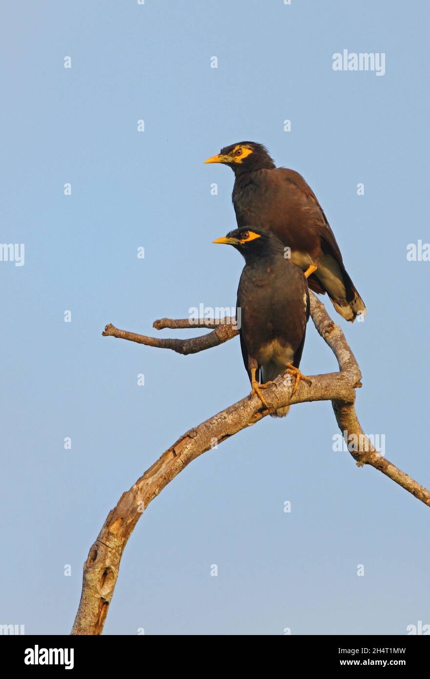 Common Myna (Acridotheres tristis melanosturnus) two adults perched on ...