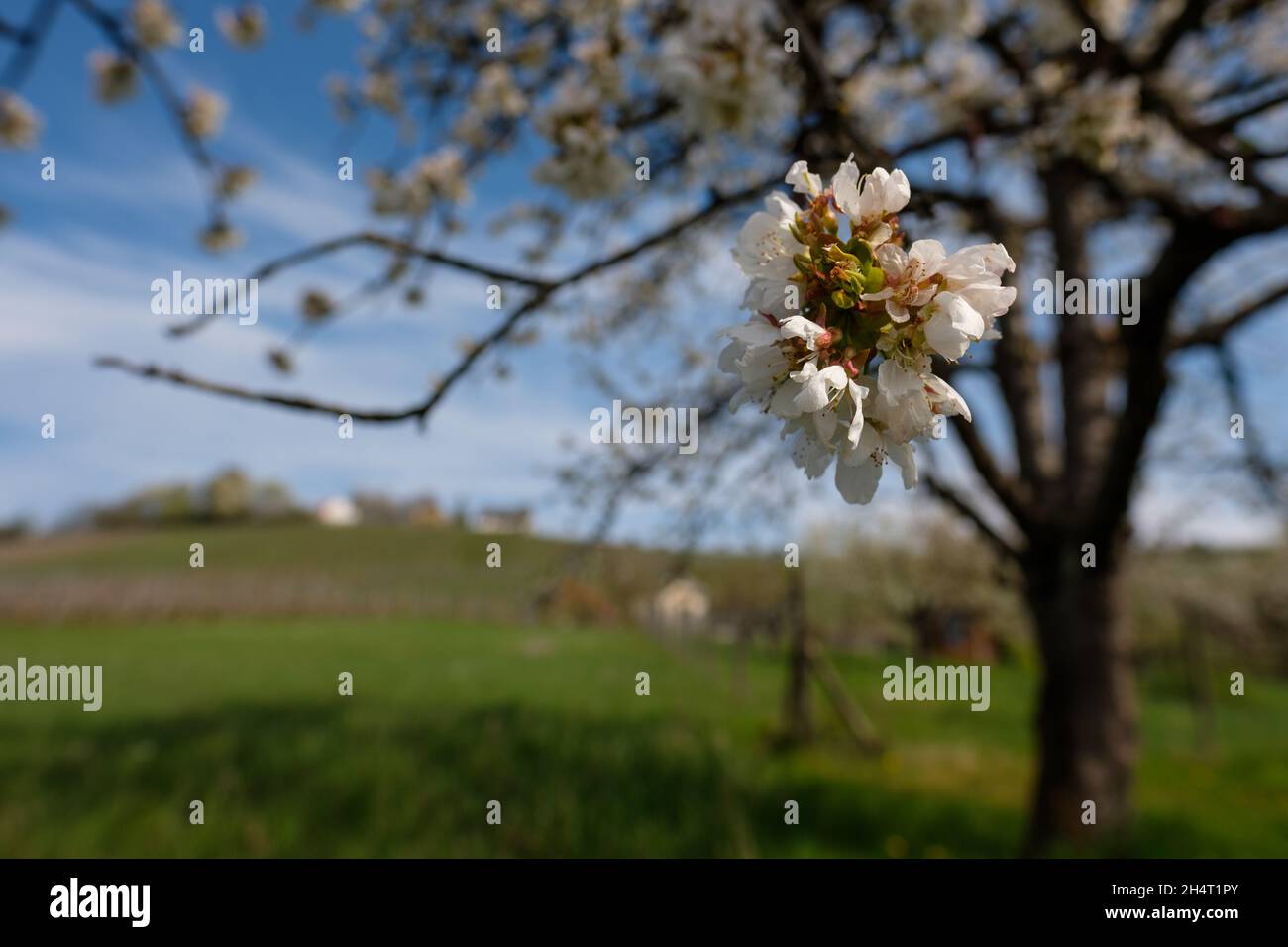 Shallow focus shot blossom white hi-res stock photography and images ...