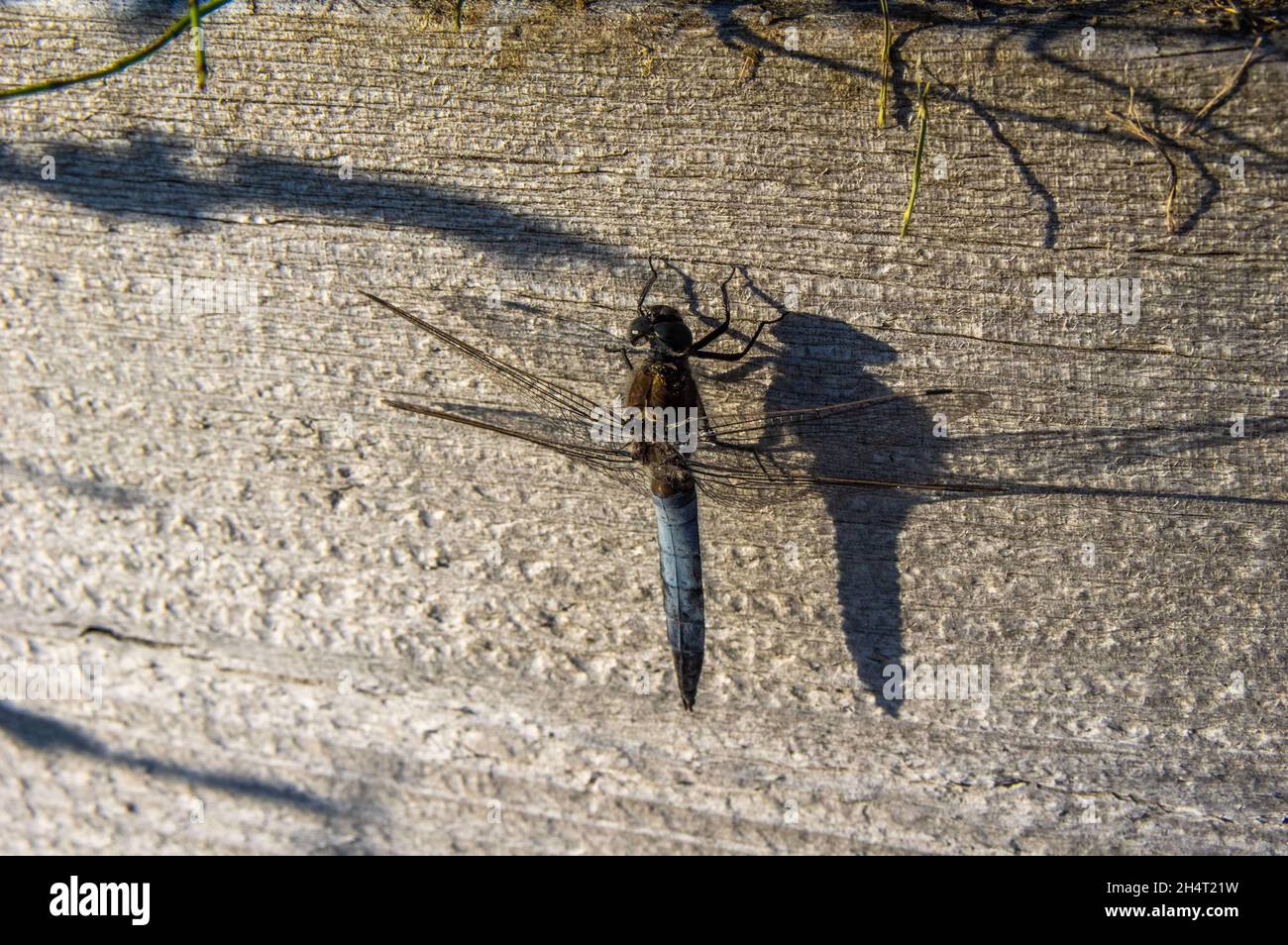 Protodonata hi-res stock photography and images - Alamy