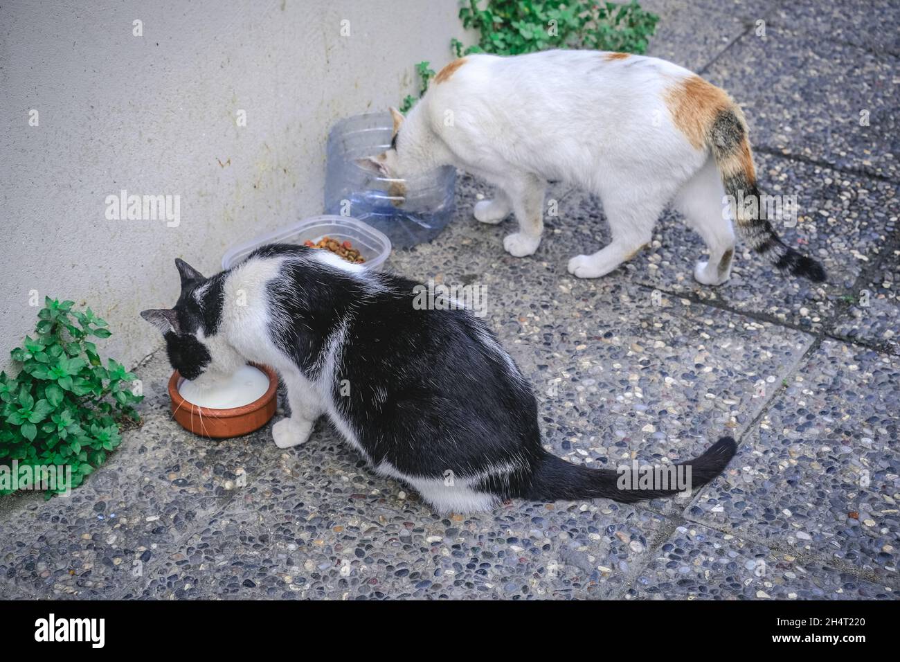 Black and white cat (Felis catus) drinking milk from a brown bowl and a ...