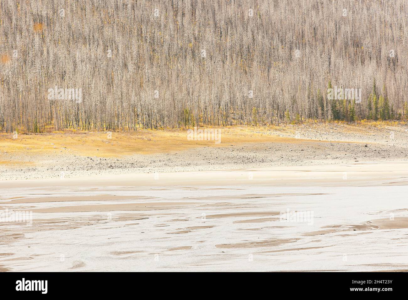 Burnt forest canada hi-res stock photography and images - Alamy