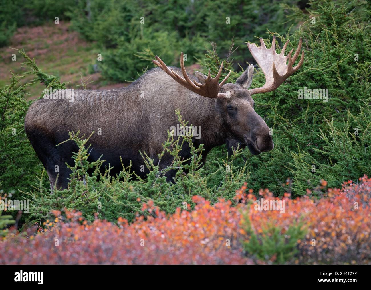 Bull Moose in Fall Colors Stock Photo - Alamy
