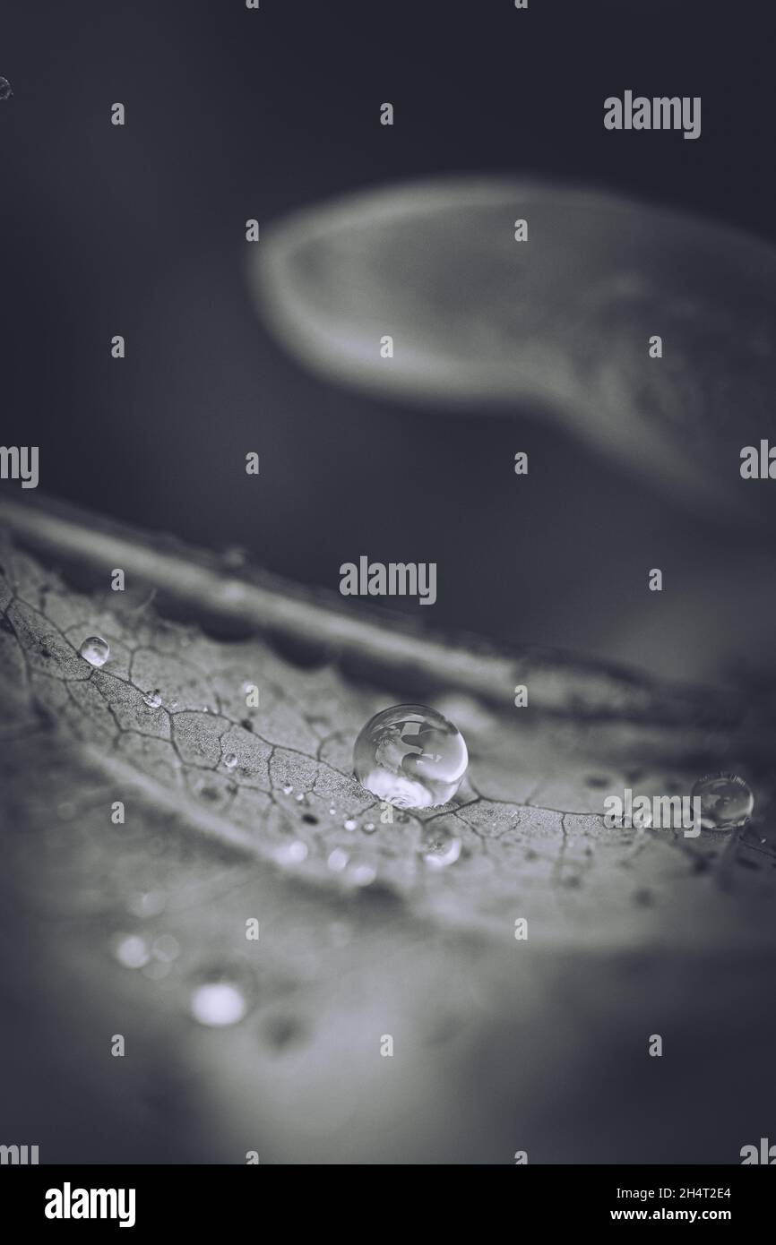 White droplet hi-res stock photography and images - Alamy