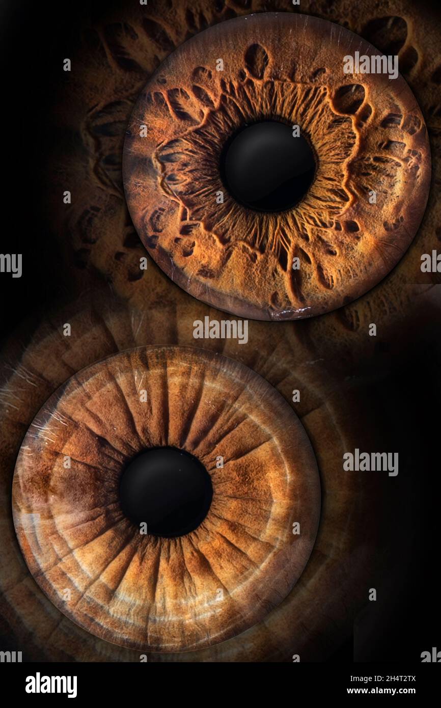 photo of two eyes taken in macro mode, of different people and same ...