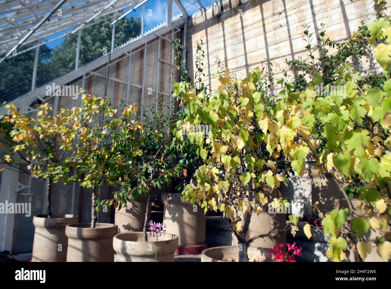 Interior of The Orchard House greenhouse in the Formal Garden with ...