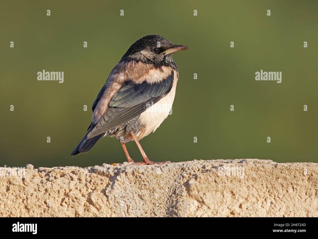 Rosy Starling (Pastor roseus) non-breeding plumage adult standing on a ...