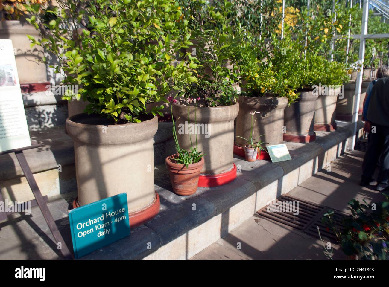 Interior of The Orchard House greenhouse in the Formal Garden with ...