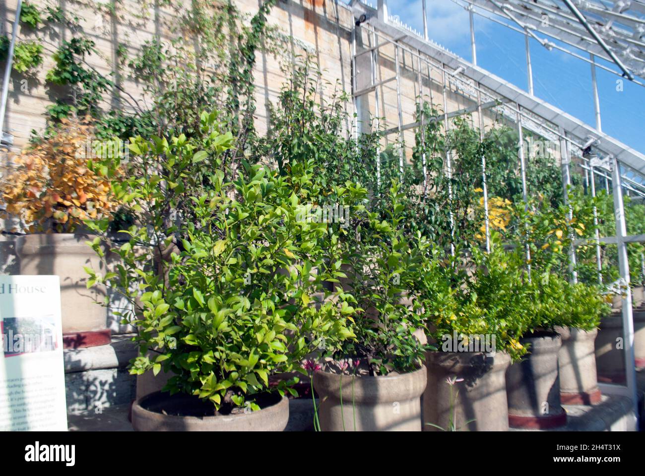 Interior of The Orchard House greenhouse in the Formal Garden with ...
