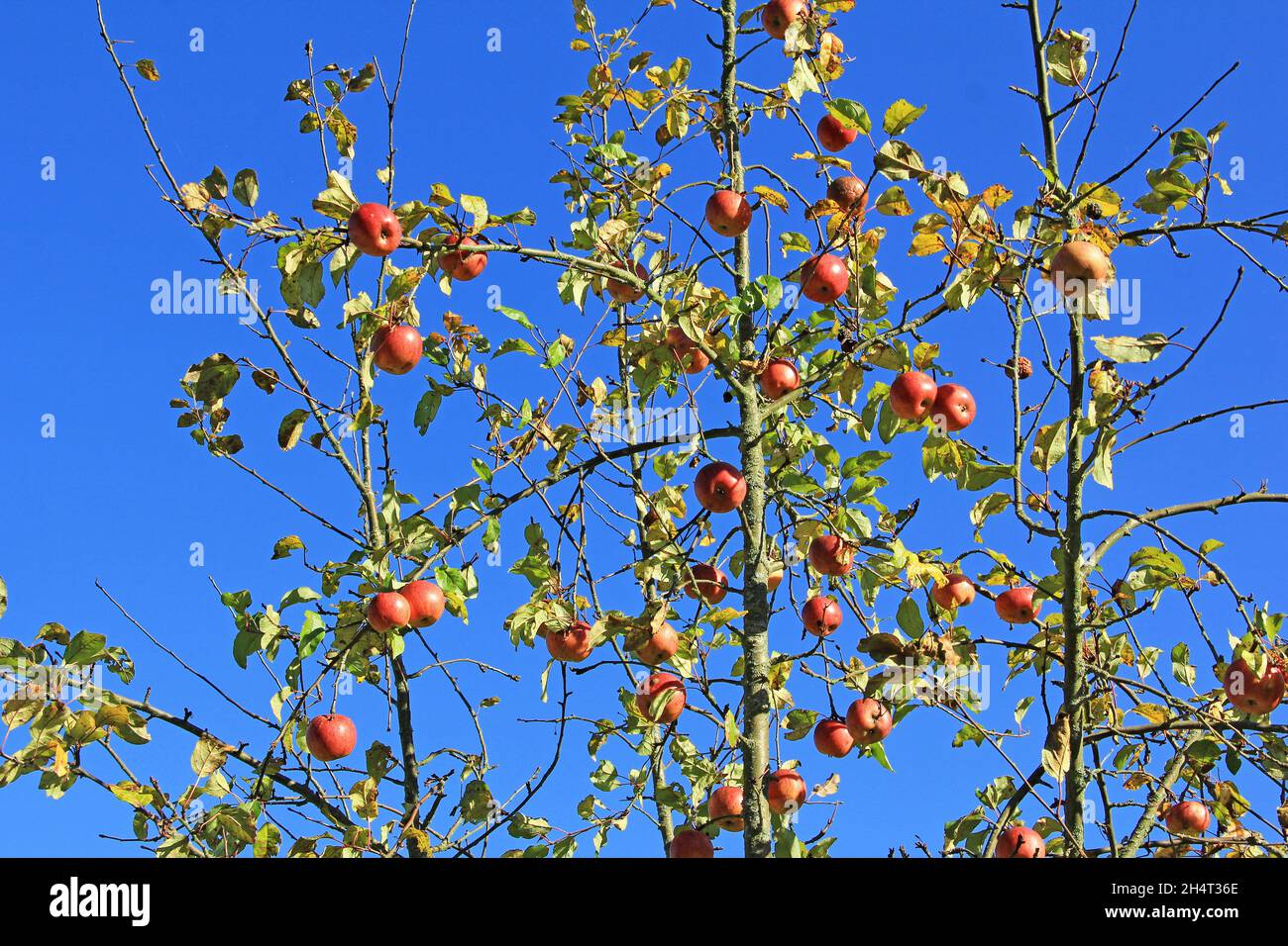 Formen jahreszeit hi-res stock photography and images - Alamy