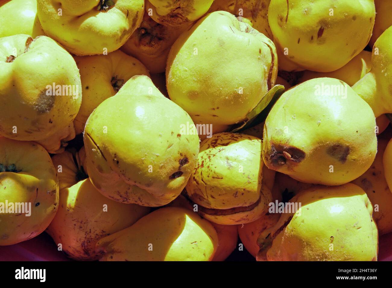 Food fruit fruits quinces quitten hi-res stock photography and images ...