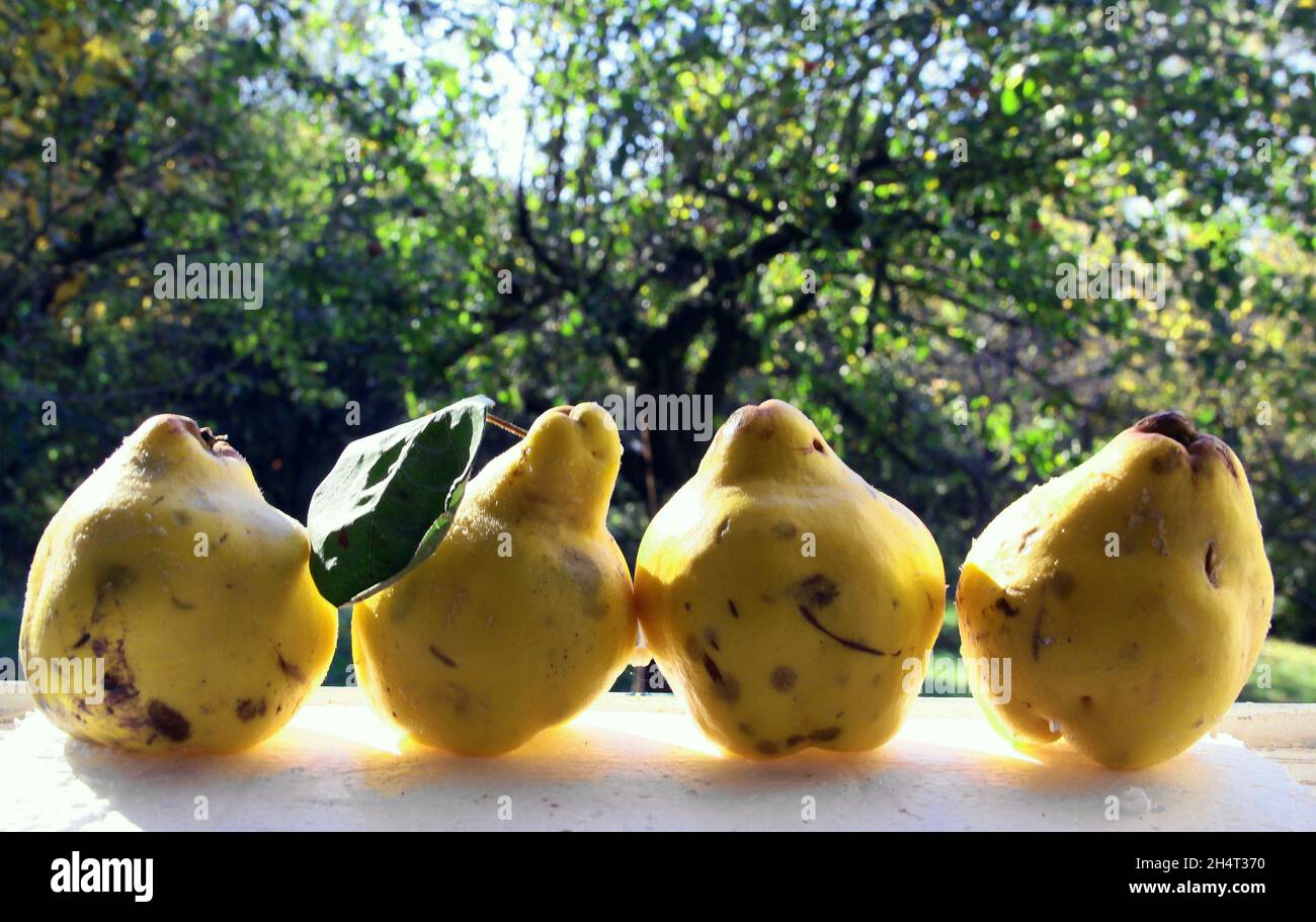 Food fruit fruits quinces quitten hi-res stock photography and images ...