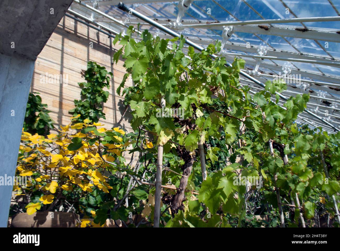 Interior of The Orchard House greenhouse in the Formal Garden with ...