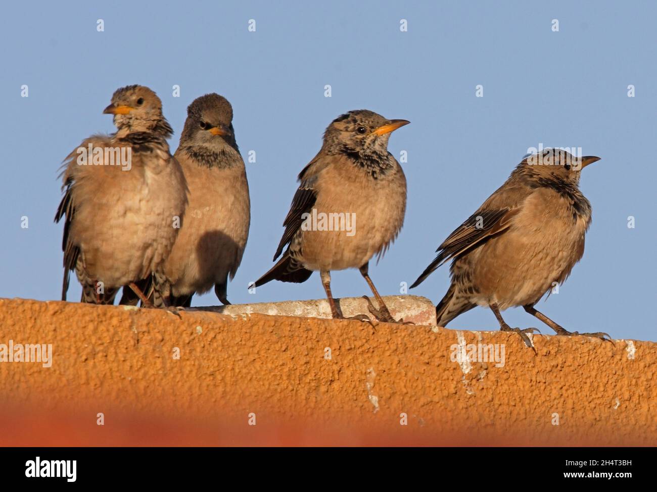 Rosy Starling (Pastor roseus) four immatures standing on a roof Gujarat ...