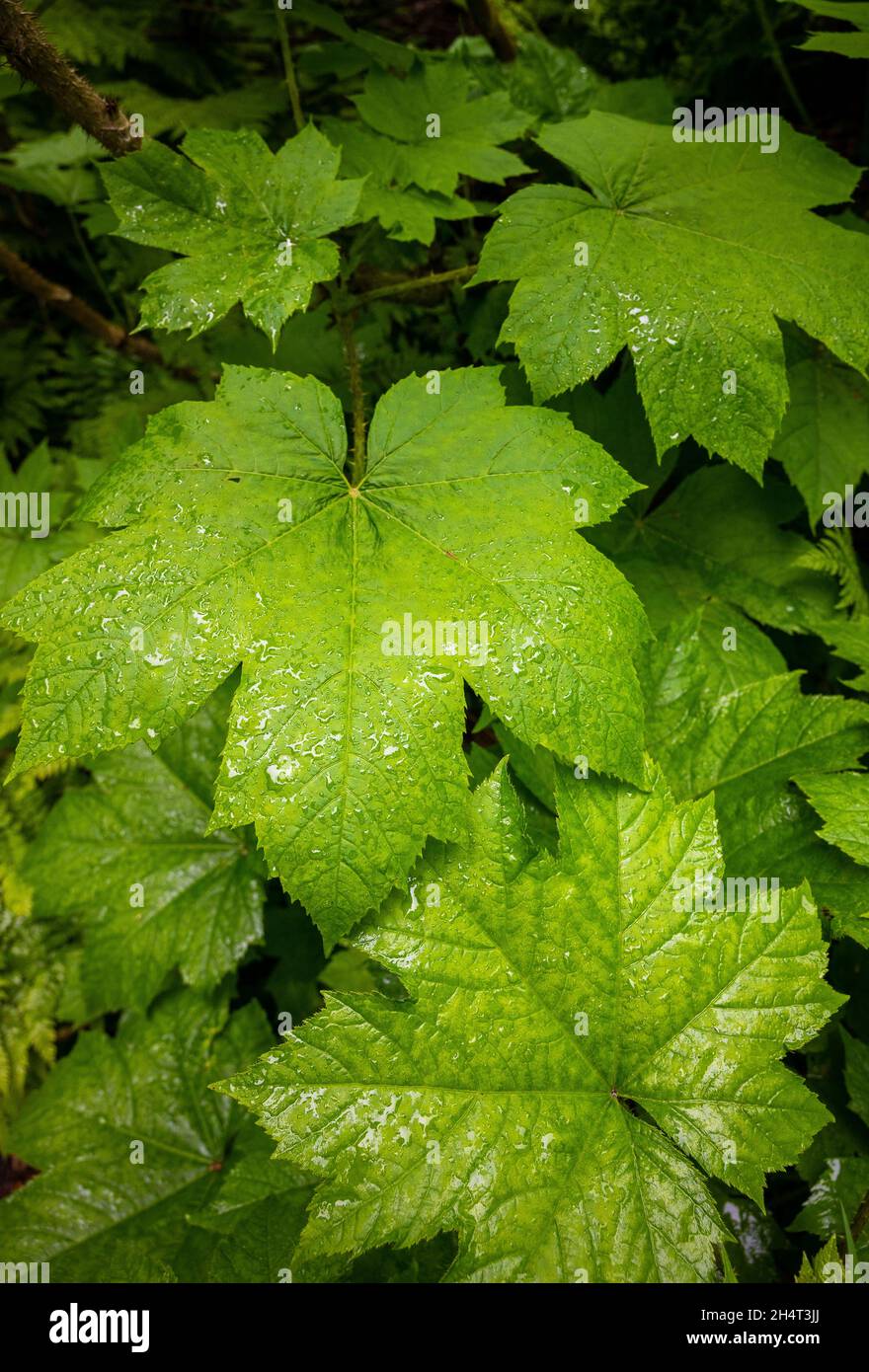 Devils club hi-res stock photography and images - Alamy