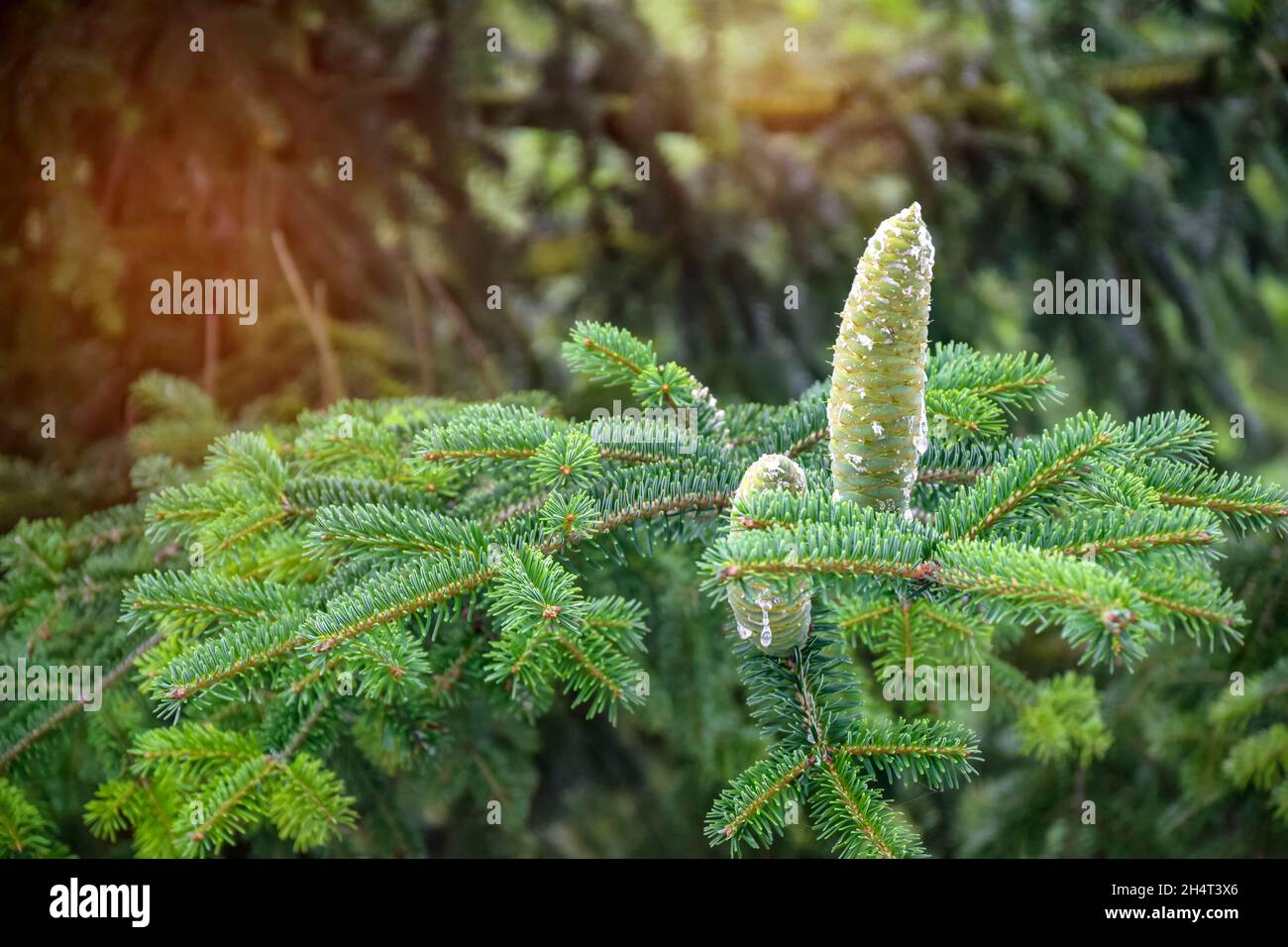 Common fir wood hi-res stock photography and images - Alamy