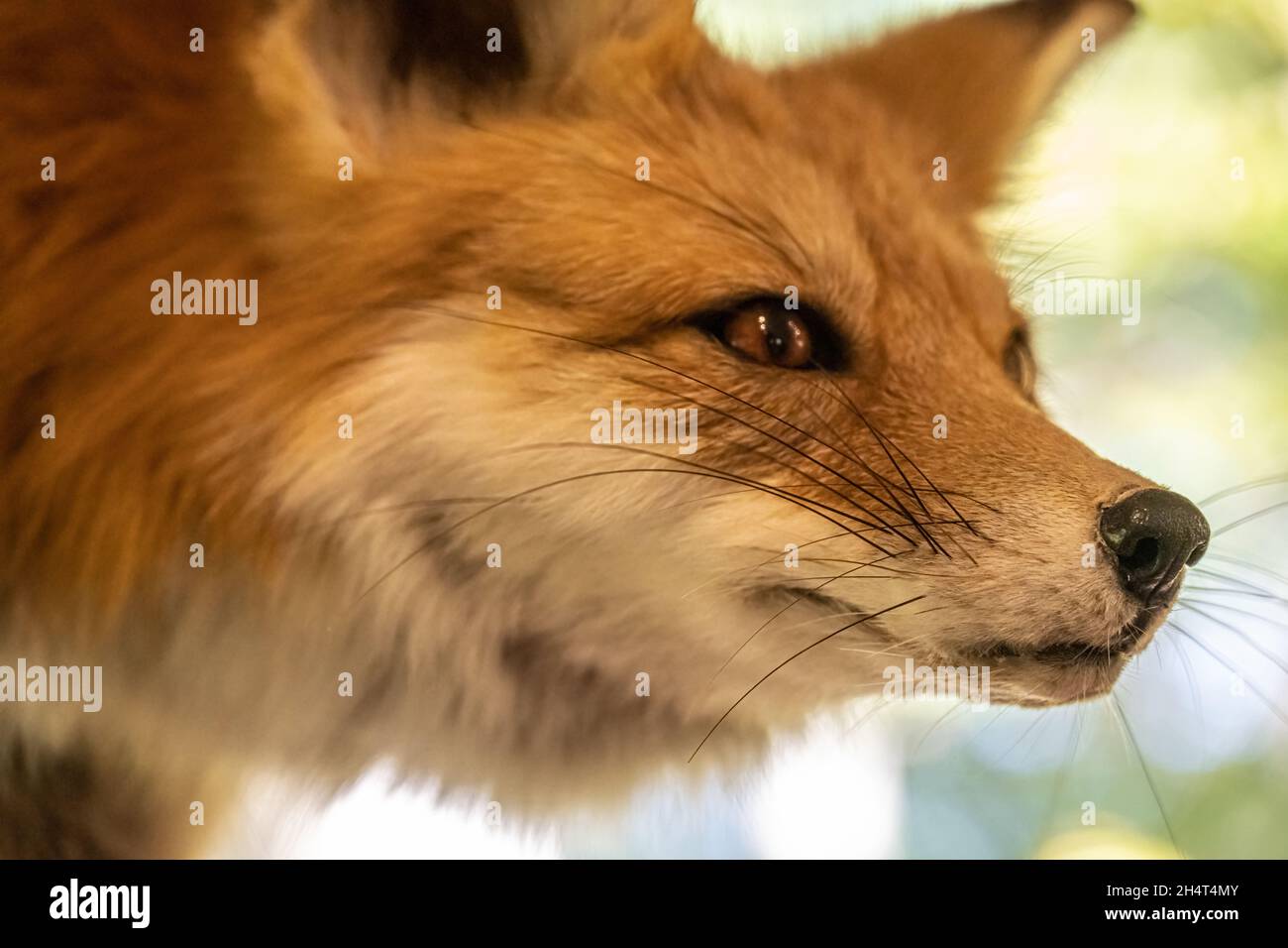 Close-up of a red fox taxidermy at Don Carter State Park Visitor Center ...