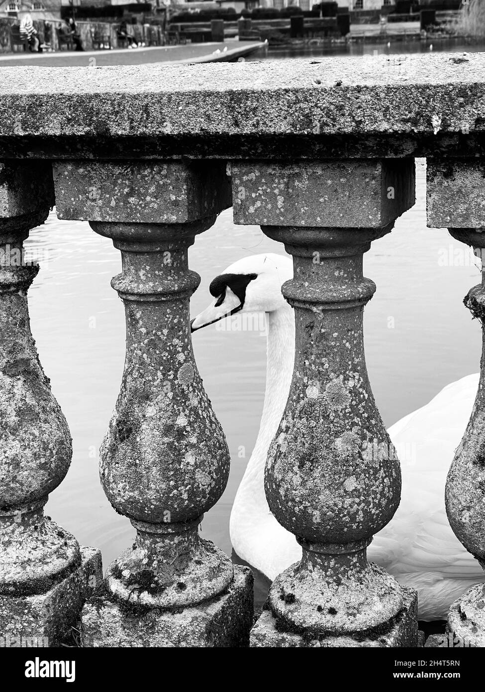 Vertical grayscale shot of a swan hiding behind stone balusters Stock ...