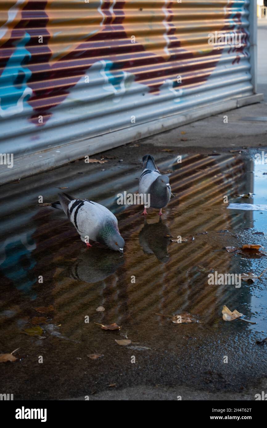 Grey city pigeon. Pigeon bird. City bird. Dove drinking water Stock ...