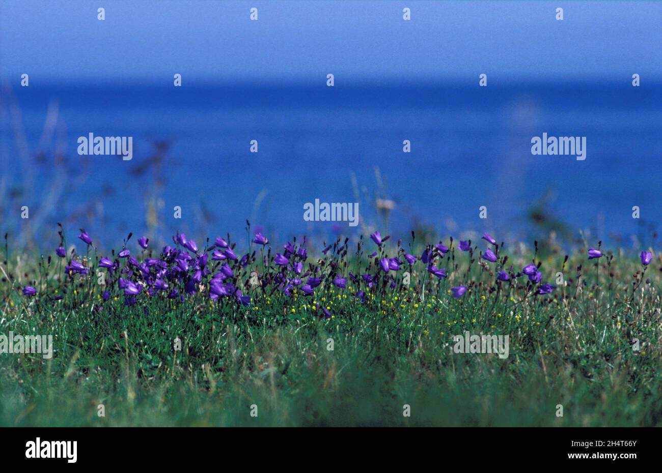 The bluebells 1993 hi-res stock photography and images - Alamy