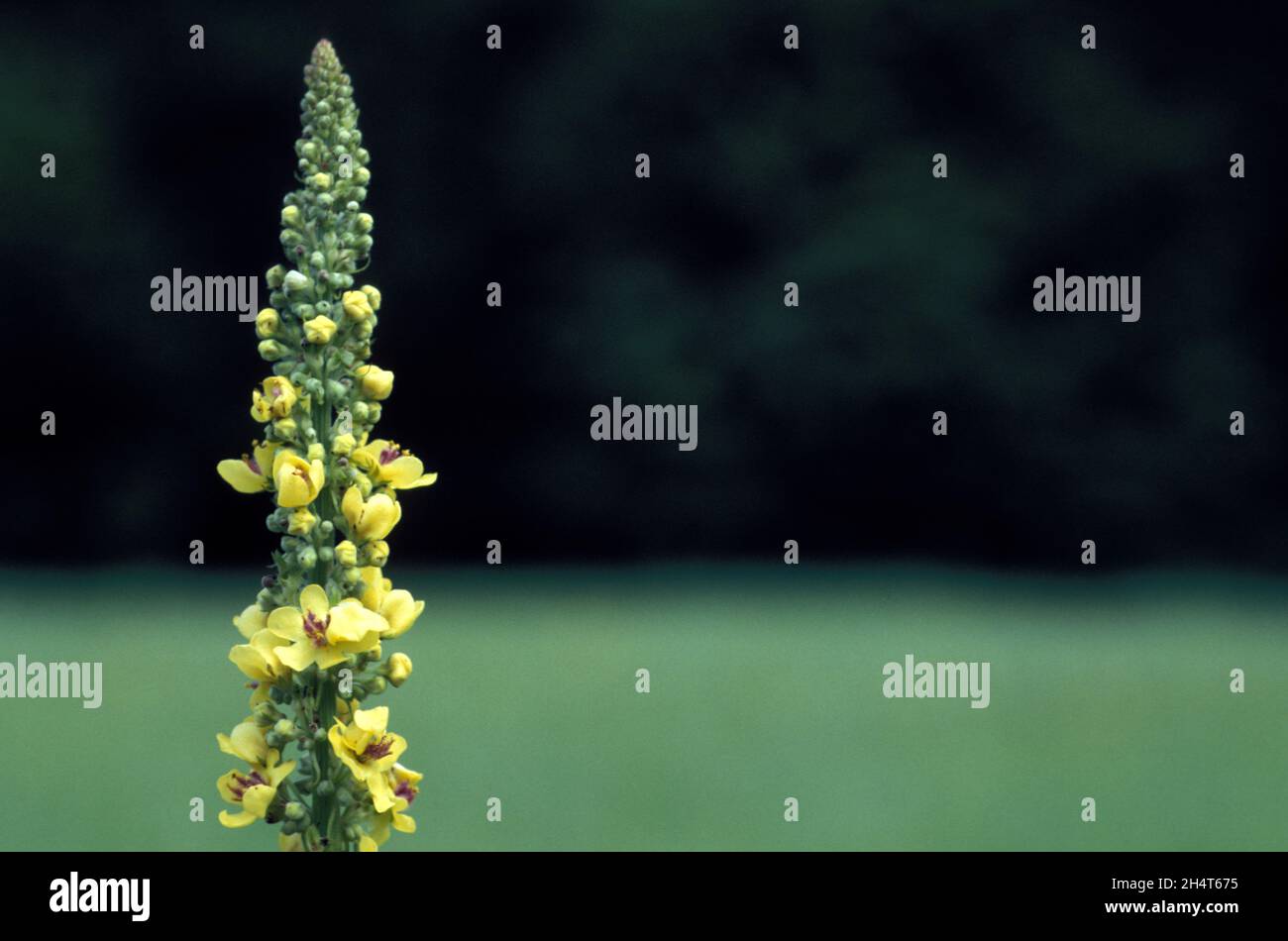 Close up on a common mullein in blossom, analog. Fuzzy background ...