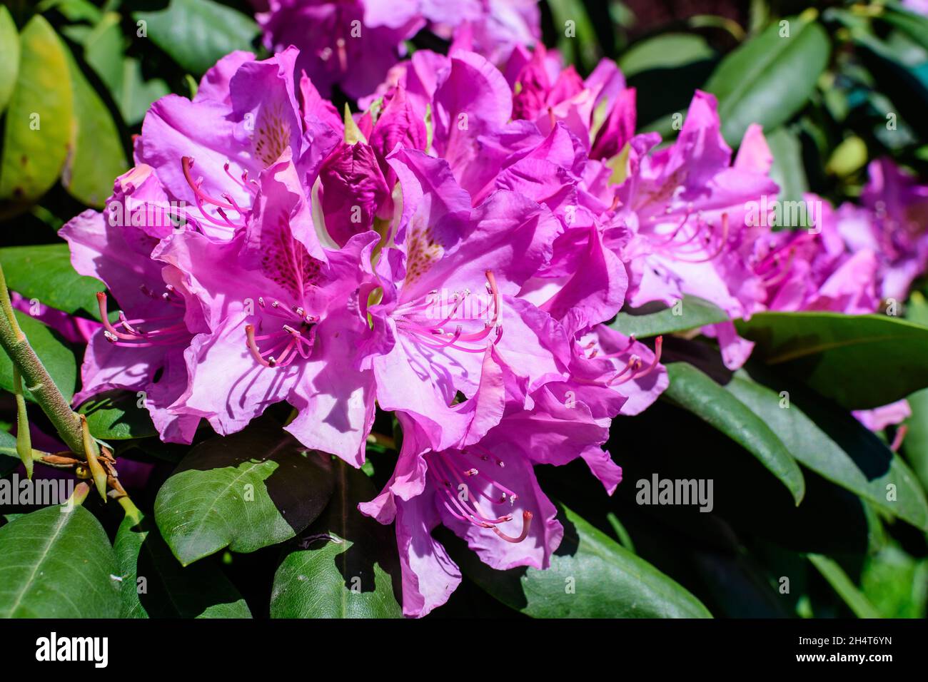 Azalea bloom display outdoor garden hi-res stock photography and images ...