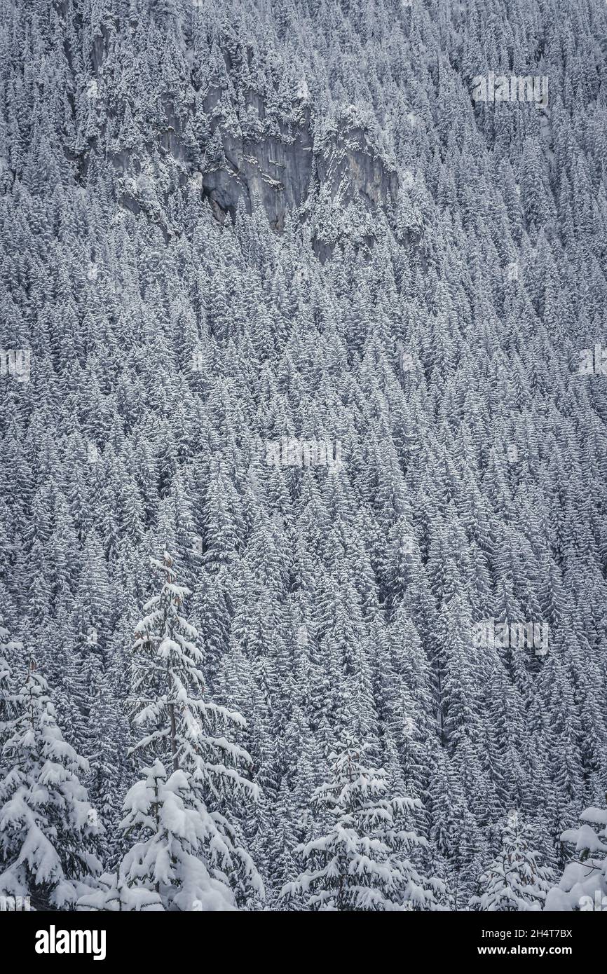 Vertical shot of winter and snow-capped trees Stock Photo - Alamy