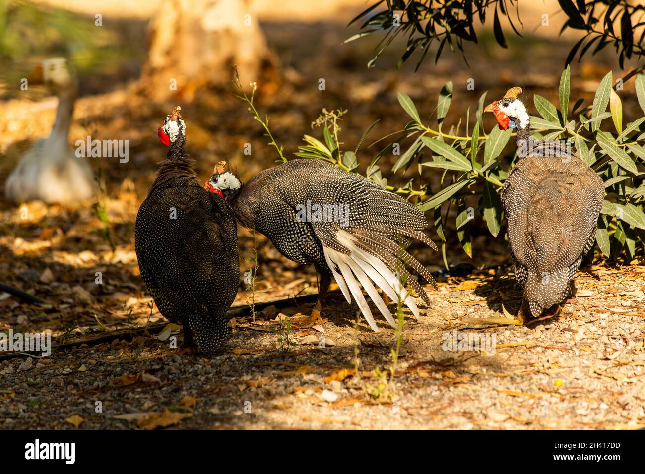 (Numididae) It is the subfamily of the Pheasant (Phasianidae) family ...