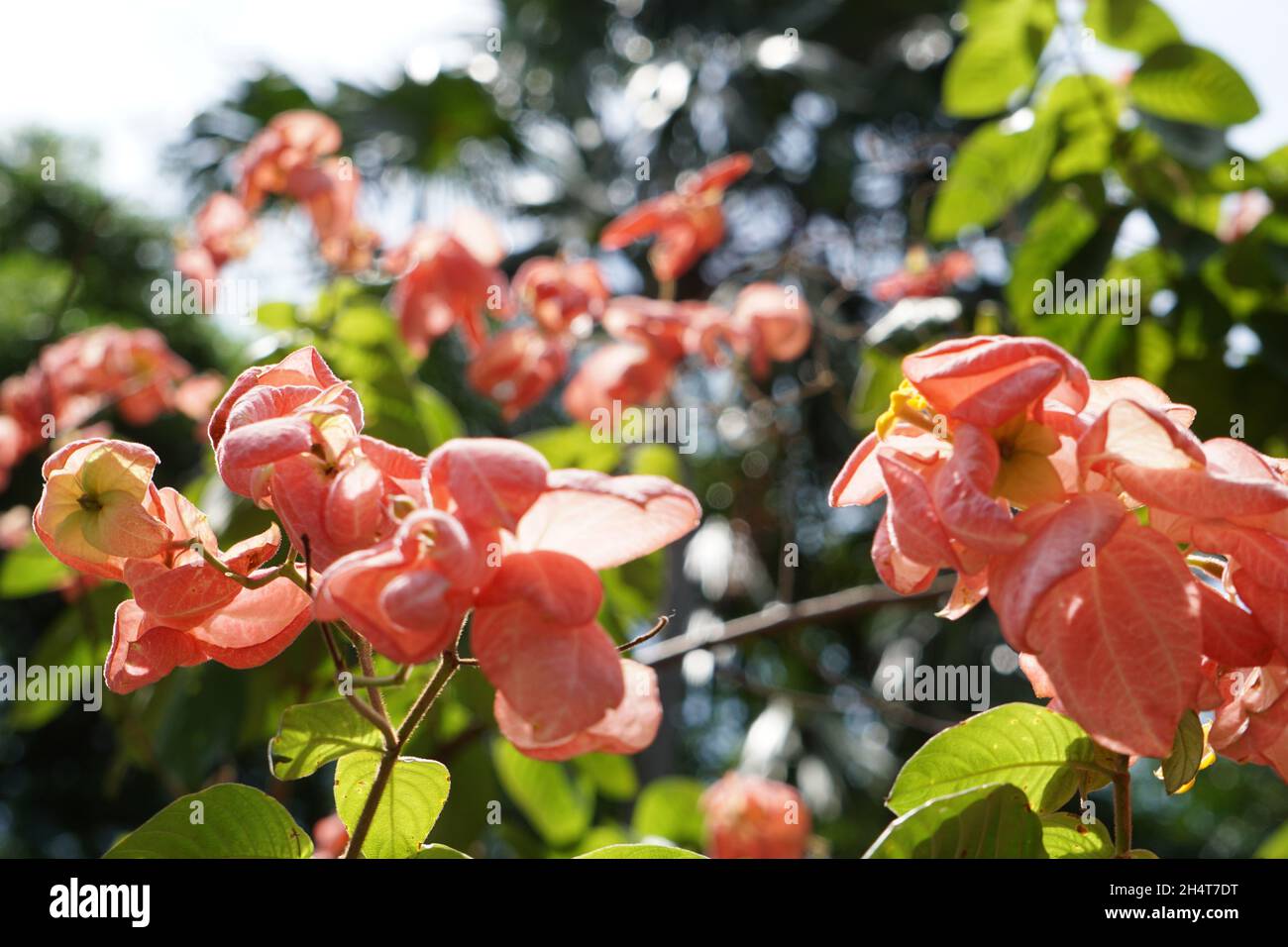 Pink flowers within a university campus Stock Photo - Alamy