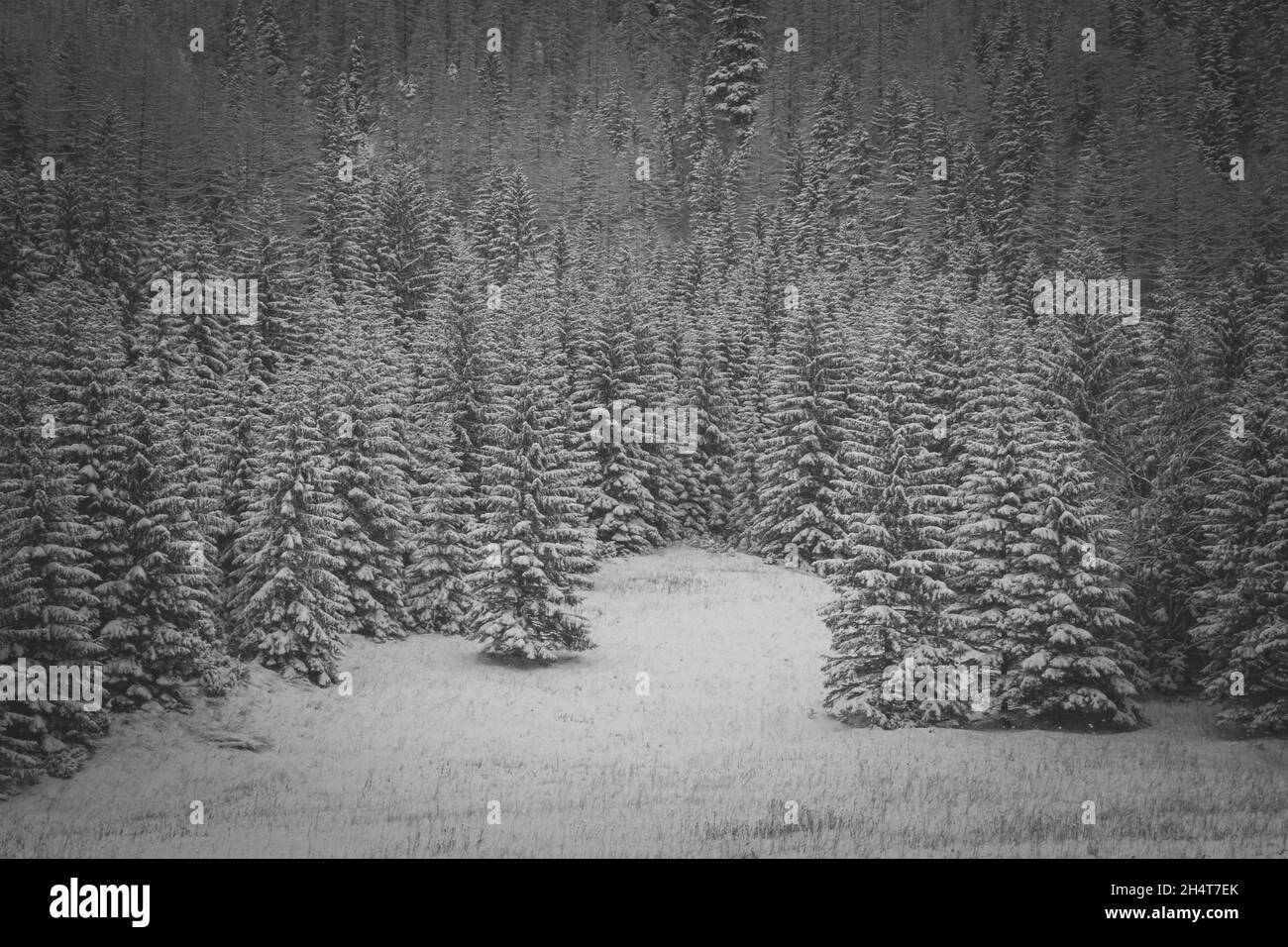Beautiful grayscale view of winter and snow-capped mountains and trees ...