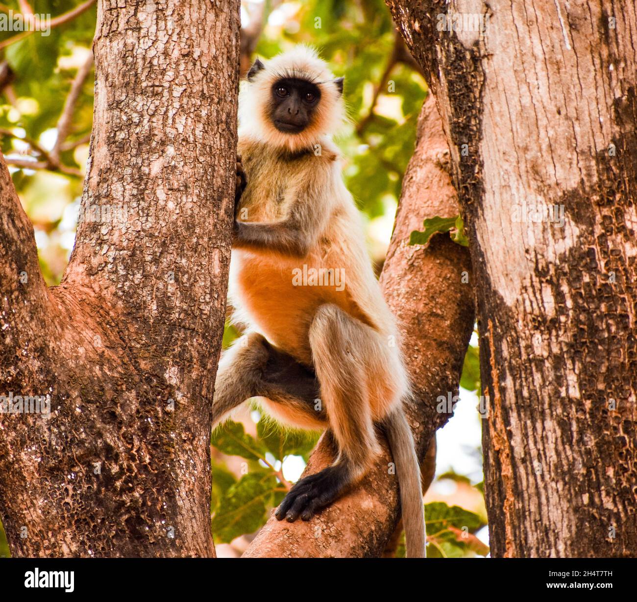 Selective focus shot of langur on a tree in jungle Stock Photo - Alamy