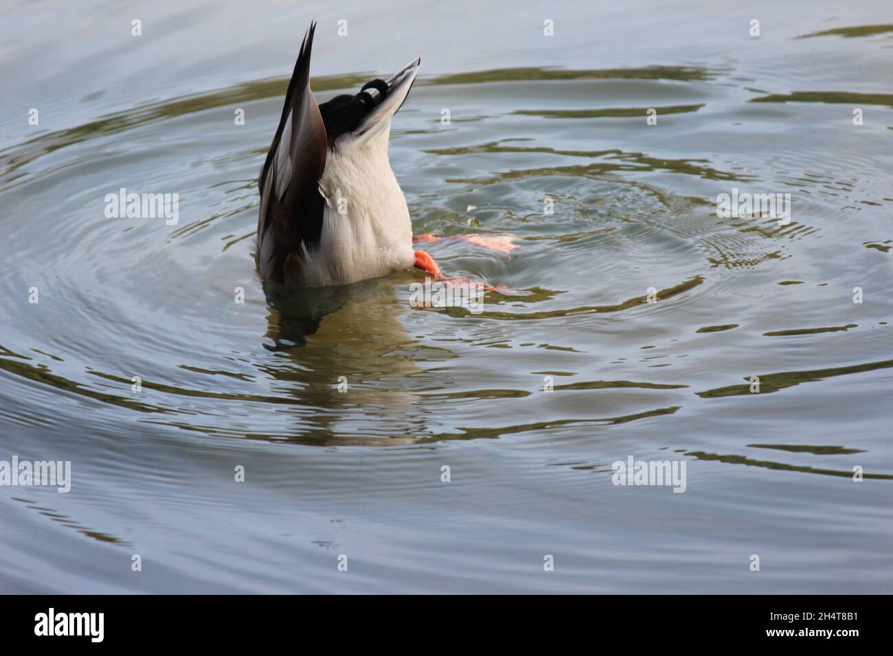 Duck diving into the water Stock Photo - Alamy