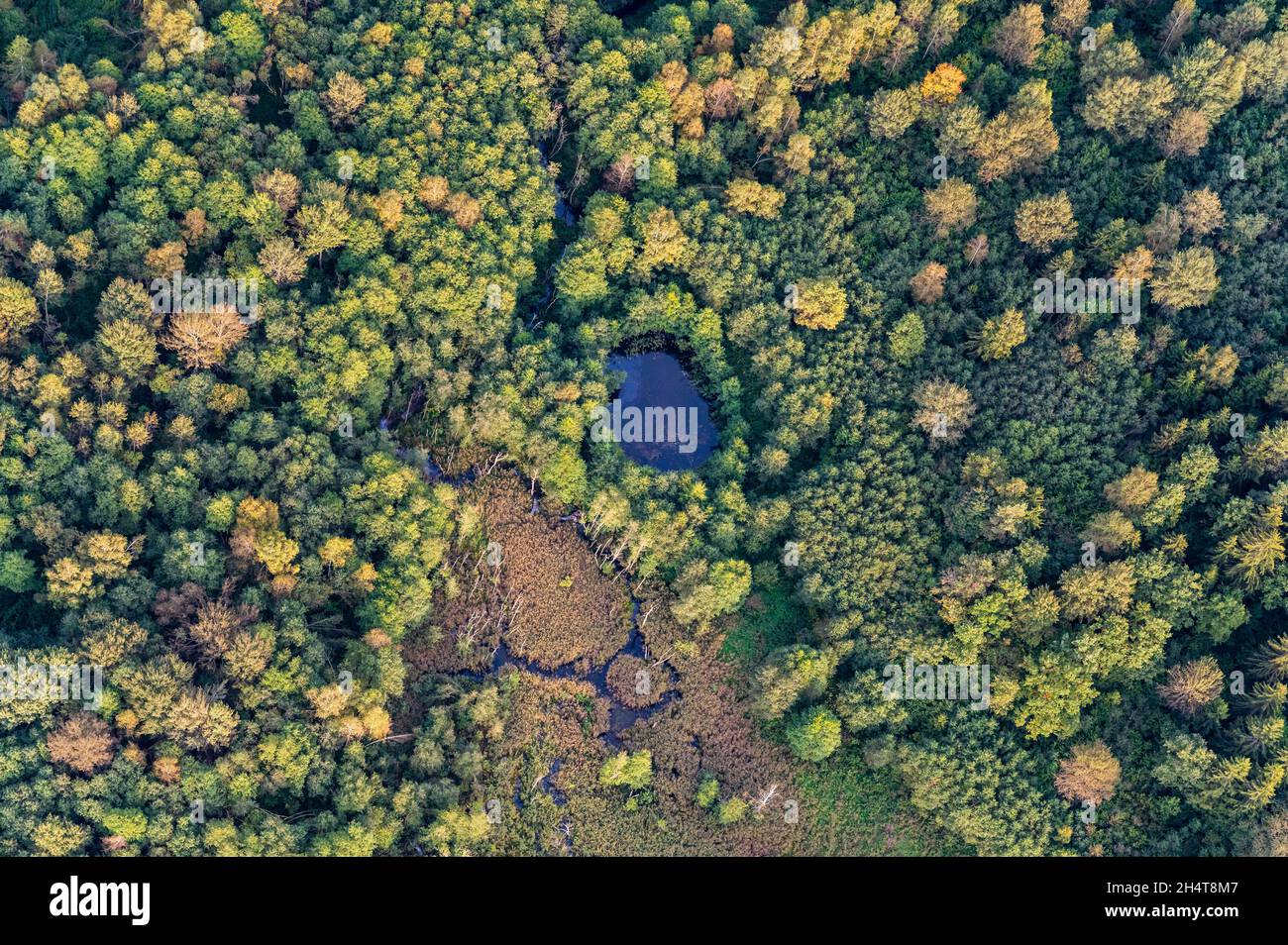 Aerial view on blue swamps and lakes hidden in green Lithuanian forest ...