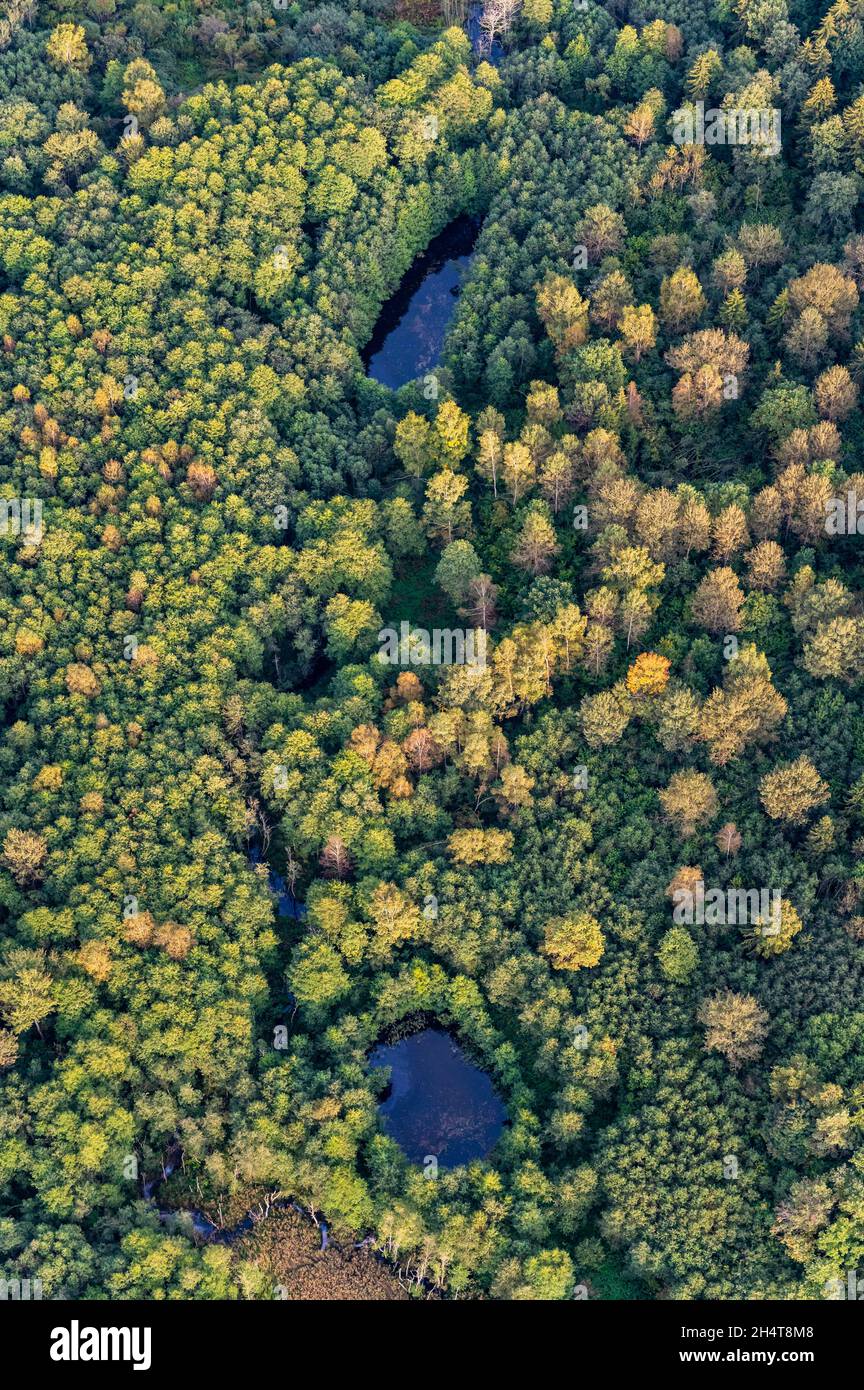 Aerial view on blue swamps and lakes hidden in green Lithuanian forest ...