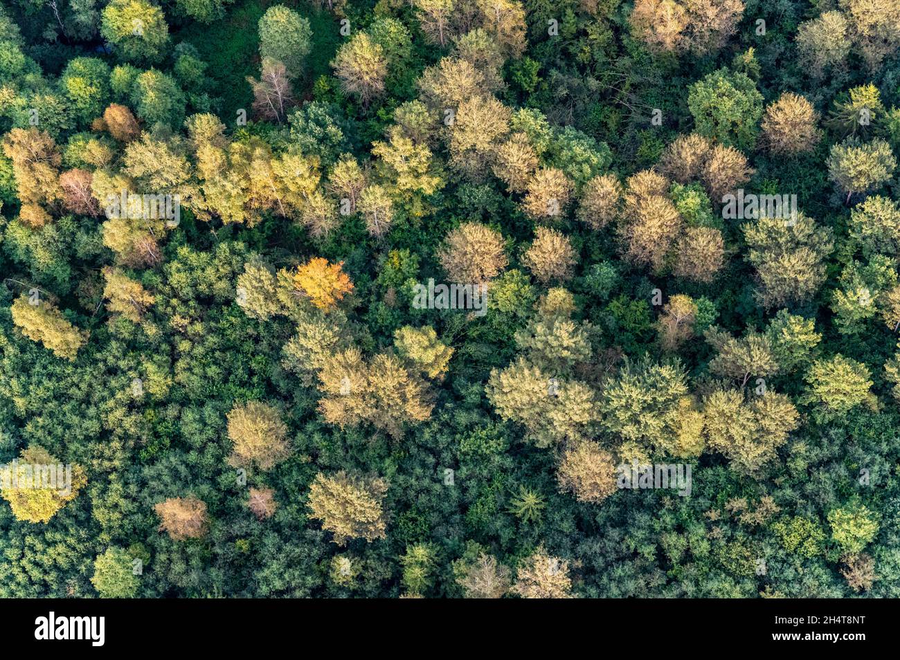 Aerial view on late summer green Lithuanian forest trees Stock Photo ...